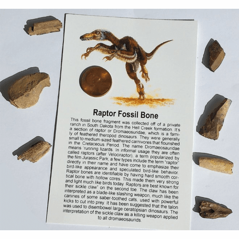 Prehistoric Fossil - Fossilized Raptor Bone Fragment