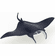 Papo Sea Life - Manta Ray #56006 - Dark Black Coloring