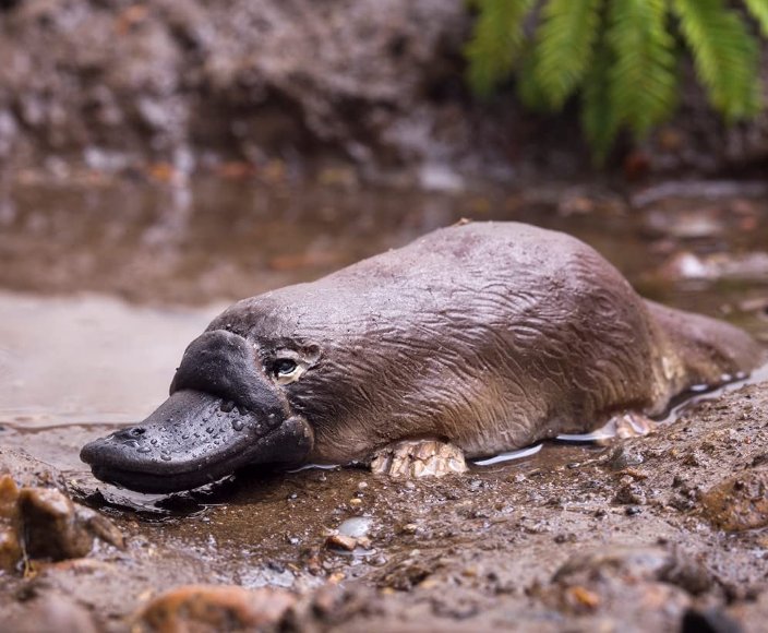 PNSO Harry the Platypus #201036 - Living Animal Series