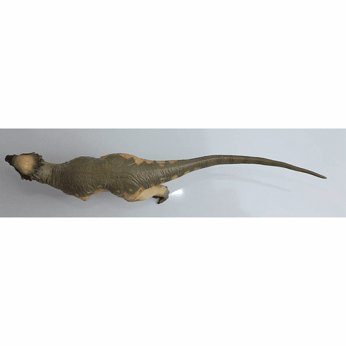 PNSO Austin Pachycephalosaurus #46 - Domed head for ramming