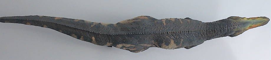 PNSO Connor The Torvosaurus #48 - Moveable Jaw, New 2021