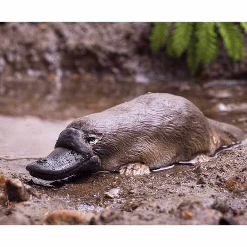 PNSO Harry the Platypus #201036 - Living Animal Series