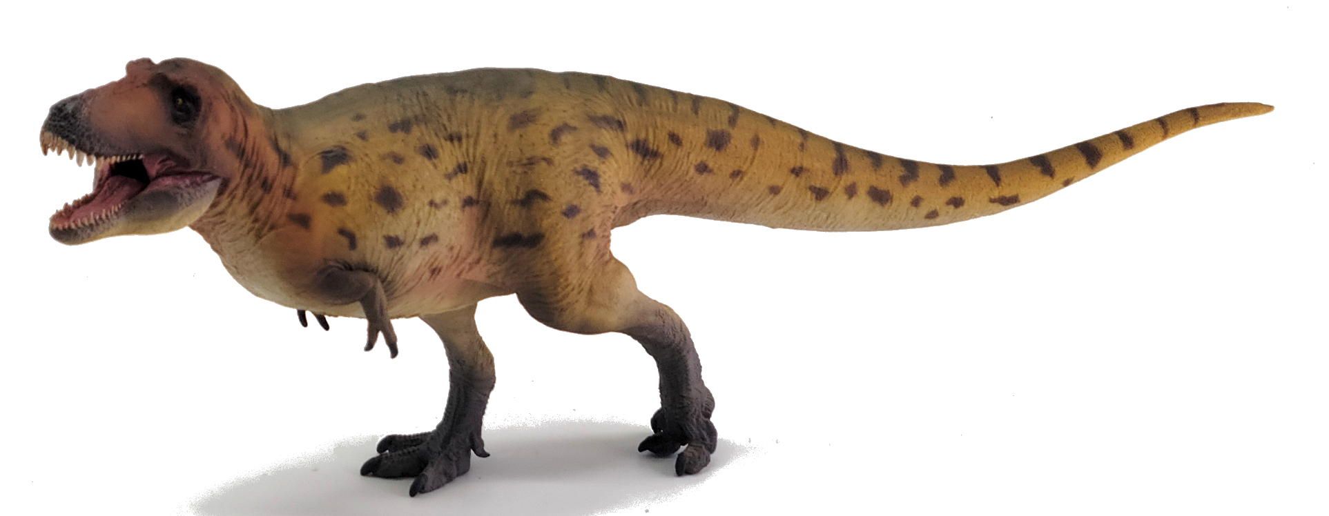 PNSO Keynes The Lythronax - Dinosaur Museum Series, Version