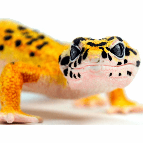 Safari Ltd. - Leopard Gecko #100075 - Cute Oversized Model