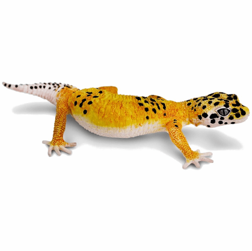 Safari Ltd. - Leopard Gecko #100075 - Cute Oversized Model