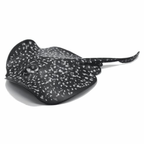 Safari Ltd. - Marble Ray #100317 - Black with White Spots