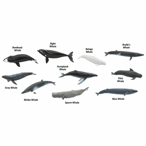 Safari Ltd. - Whales Toob by Safari Ltd. 100072 - TOOB Collection