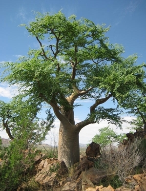 Moringa the miracle tree