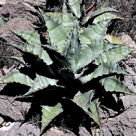 agave zebra rare plant Sonora Mexico