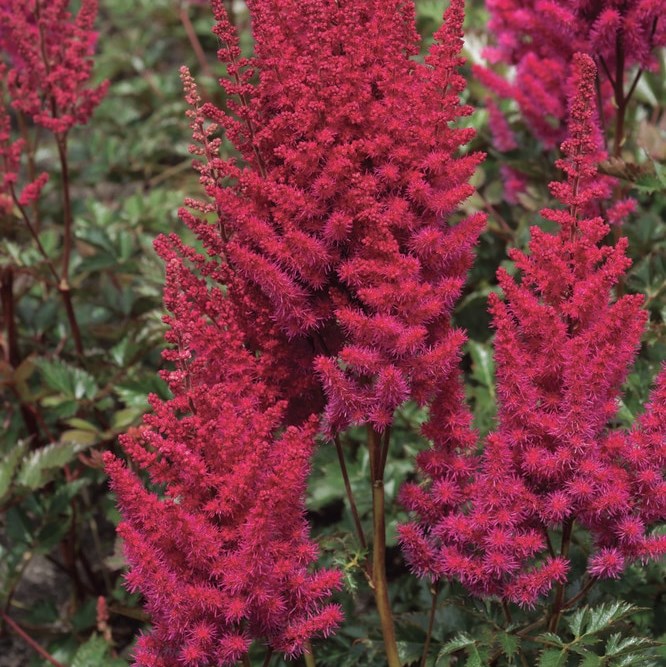 astilbe Lowlands Ruby Red