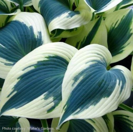 hosta Blue Ivory