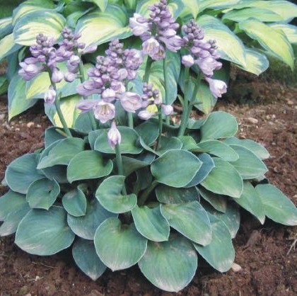 hosta Blue Mouse Ears tiny mini dwarf perennial