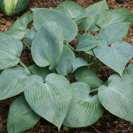 hosta Bulletproof