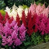 Astilbe 'Color Flash Lime'