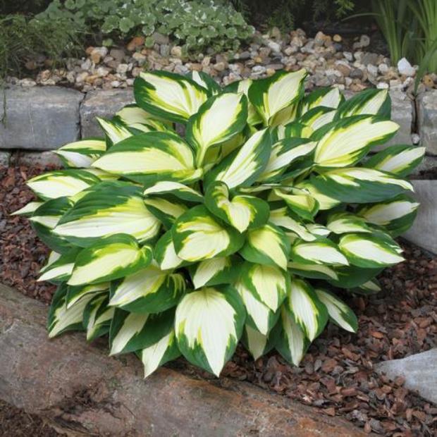 Hosta 'Color Festival'