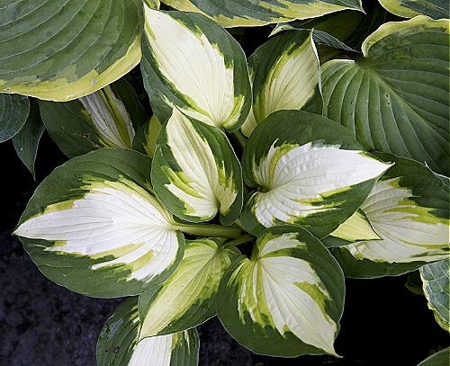 Hosta 'Color Festival'
