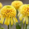 echinacea coneflower perennial plant wildflower native
