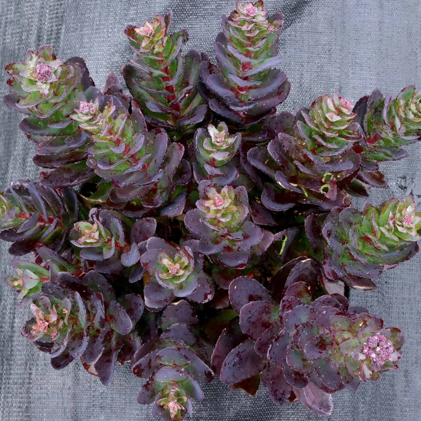 Sedum 'Conga Line'