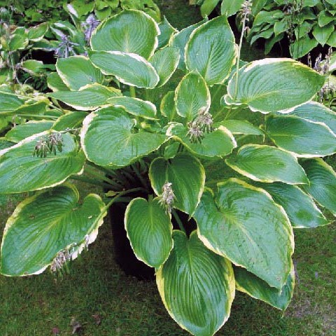 hosta Day's End Daybreak gold sport shade plant