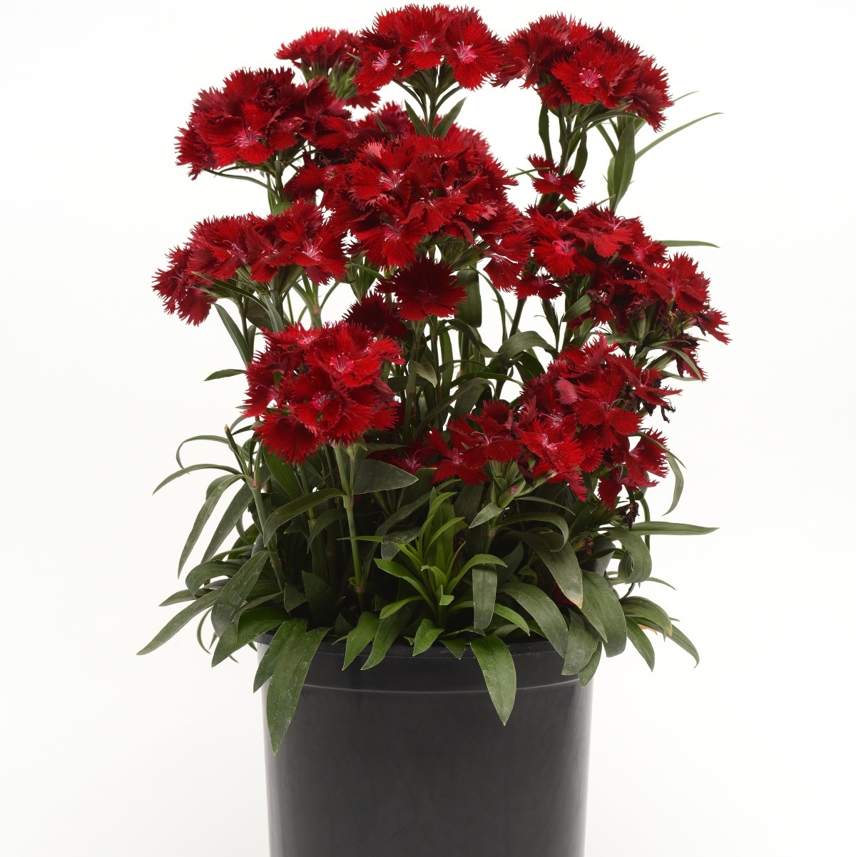 Dianthus Rockin Red