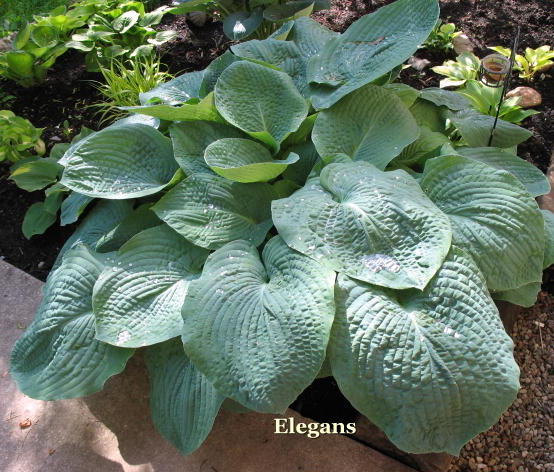 hosta sieboldiana Elegans