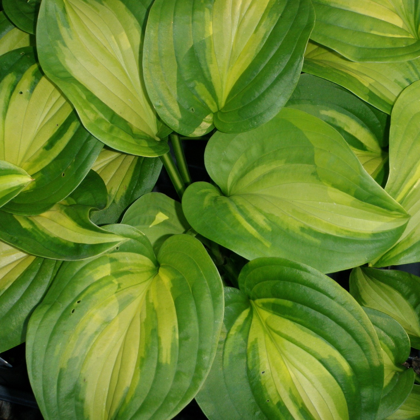 Hosta Emerald Charger