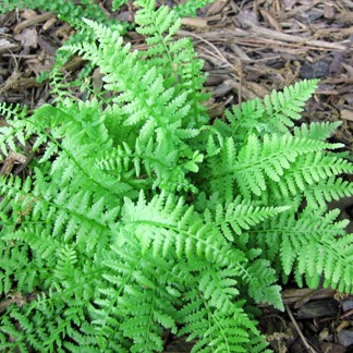 Dwarf Lady Fern hardy perennial plant