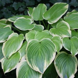 hosta Fragrant Bouquet