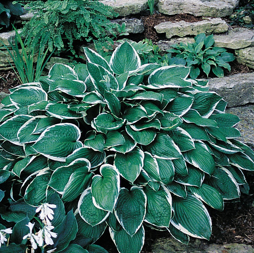 hosta Francee