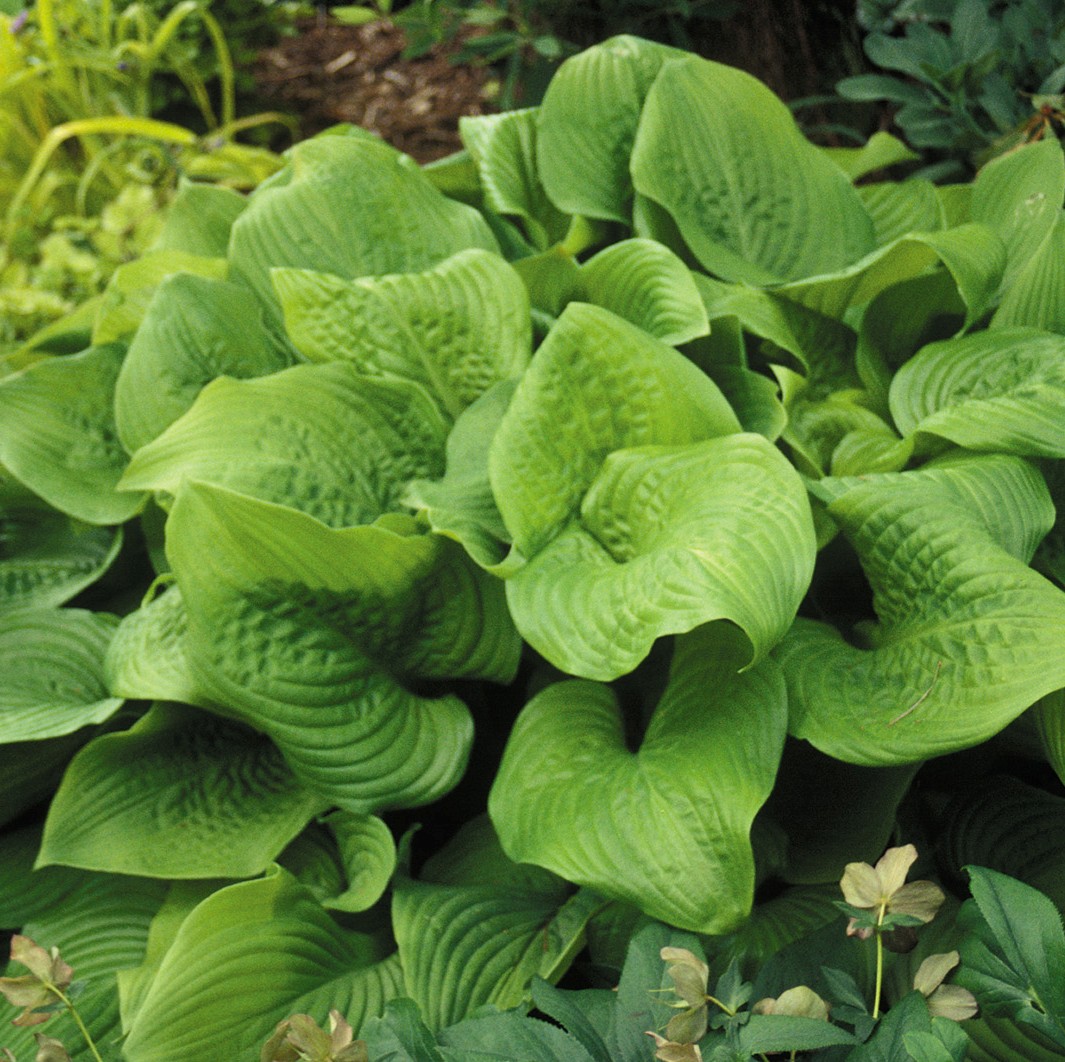 Hosta 'Fried Bananas'. fragrant free shipping buy