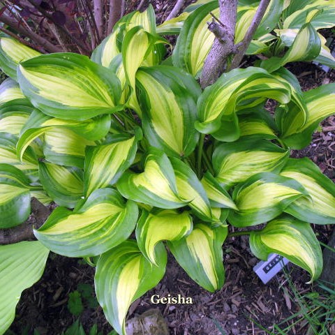 hosta Geisha Ani Machi perennial shade plant AHS home and garden