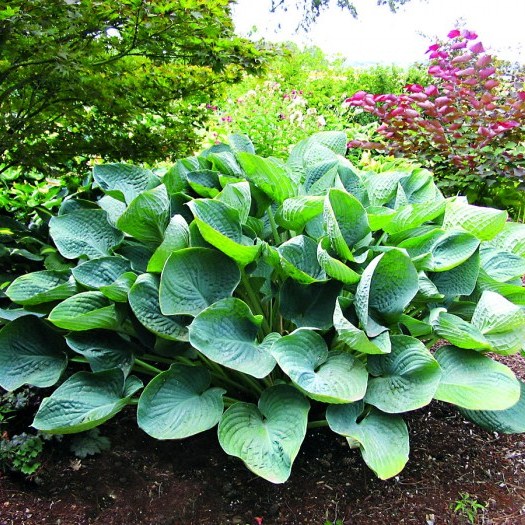 Hosta 'Gentle Giant'
