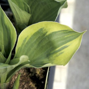 hosta George M Dallas