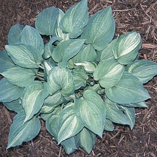 hosta Ghost Spirit shade perennial misted streaked