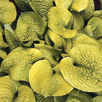 GOLD HOSTAS