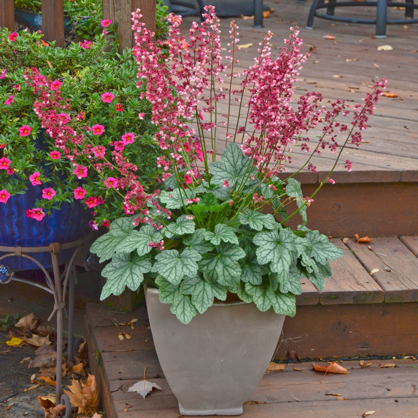coral bells Heuchera Berry Timeless