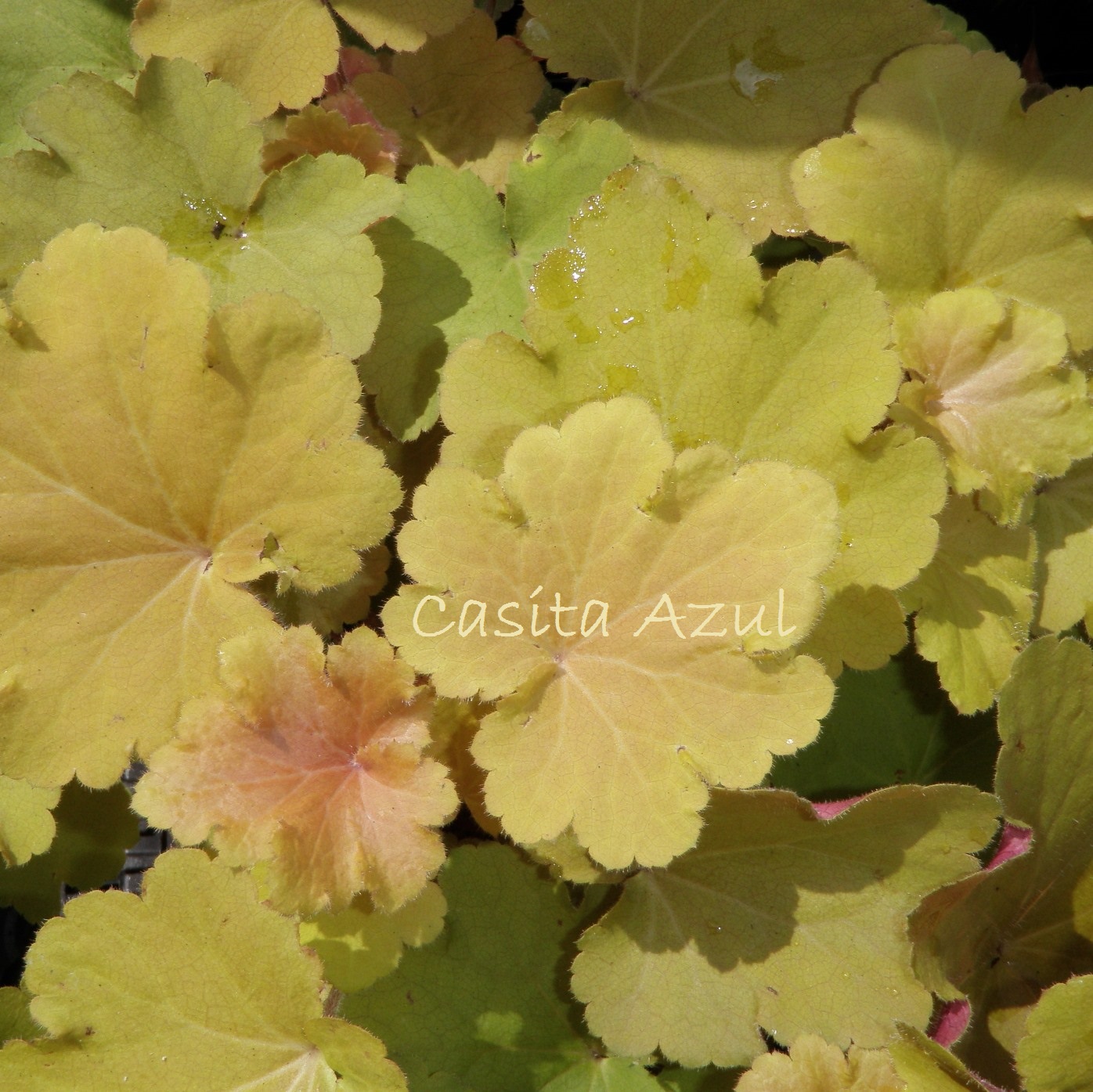 heuchera caramel apple coral bells alum root