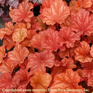 heuchera Rio orange Terra Nova coral bells