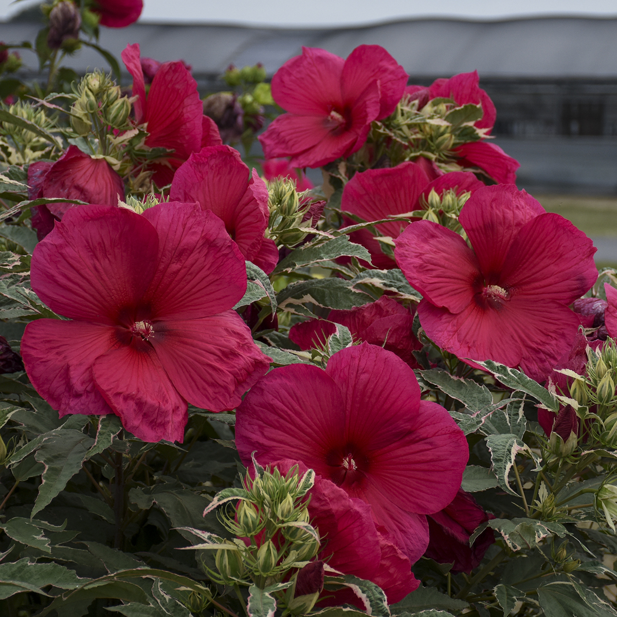 hibiscus Summer Carnival