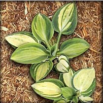 hosta Holy Mouse Ears