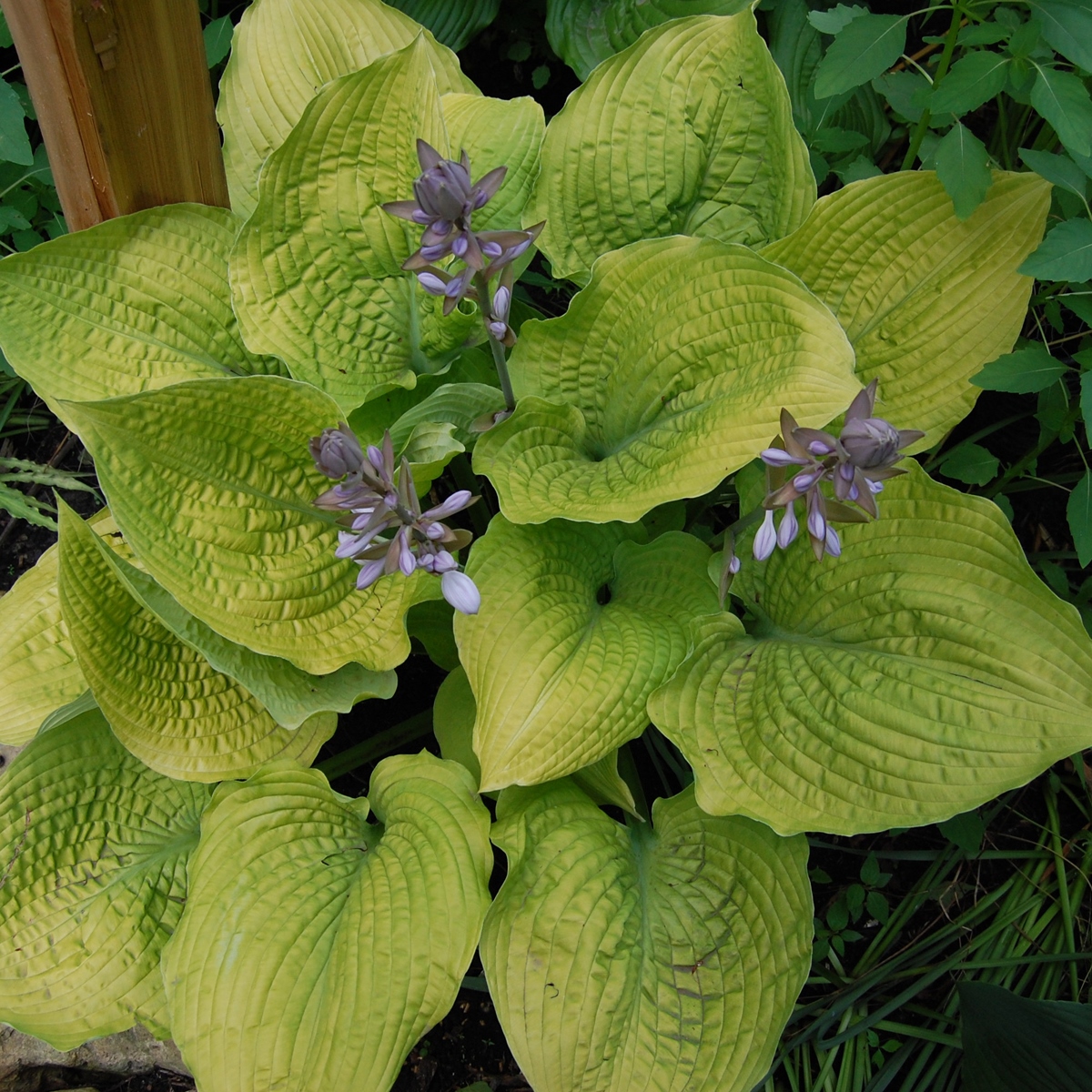 hosta Coast to Coast
