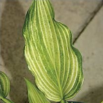 hosta Hida no Hana new rare streaked Japan