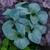 hosta Blue Elf