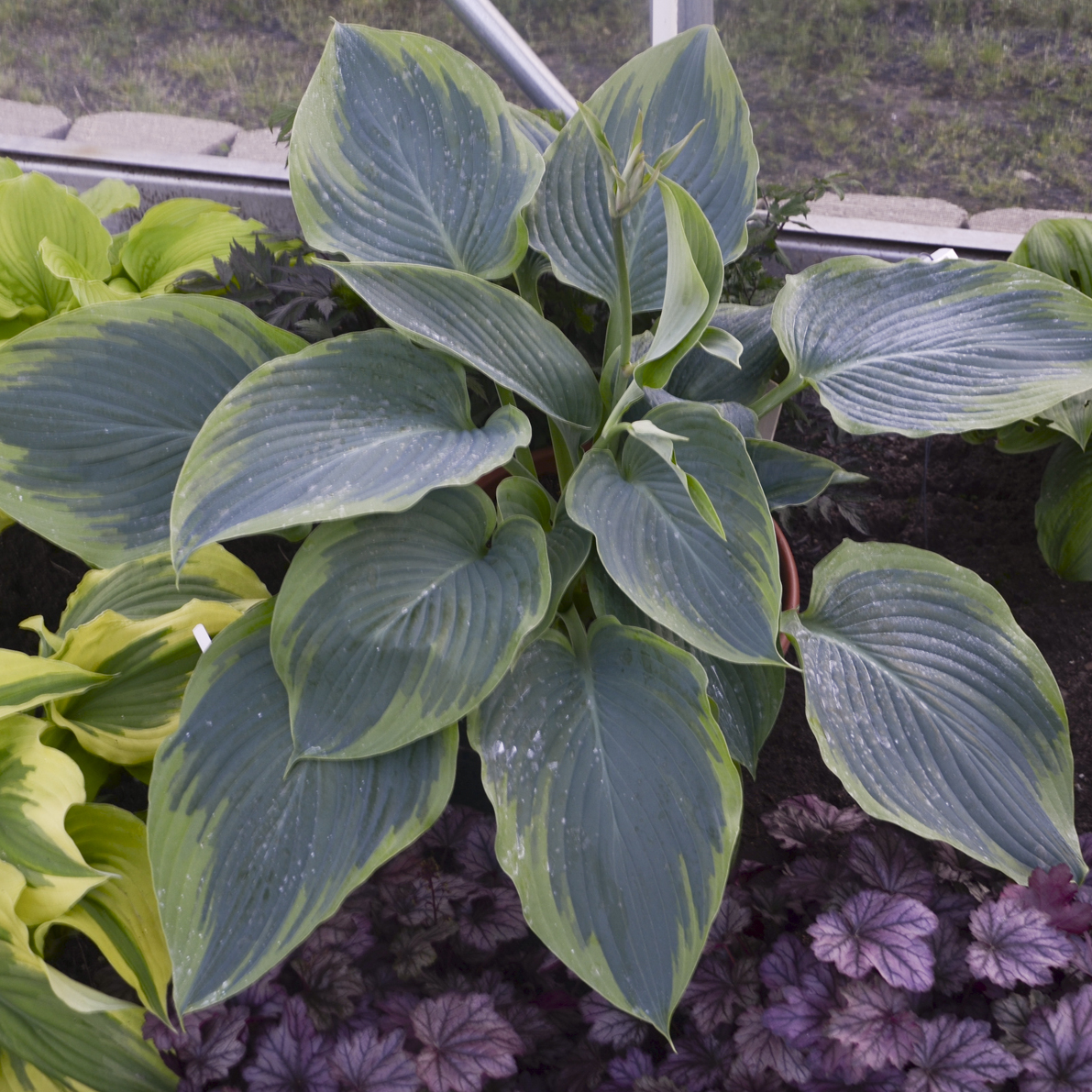 hosta Wu-La-La