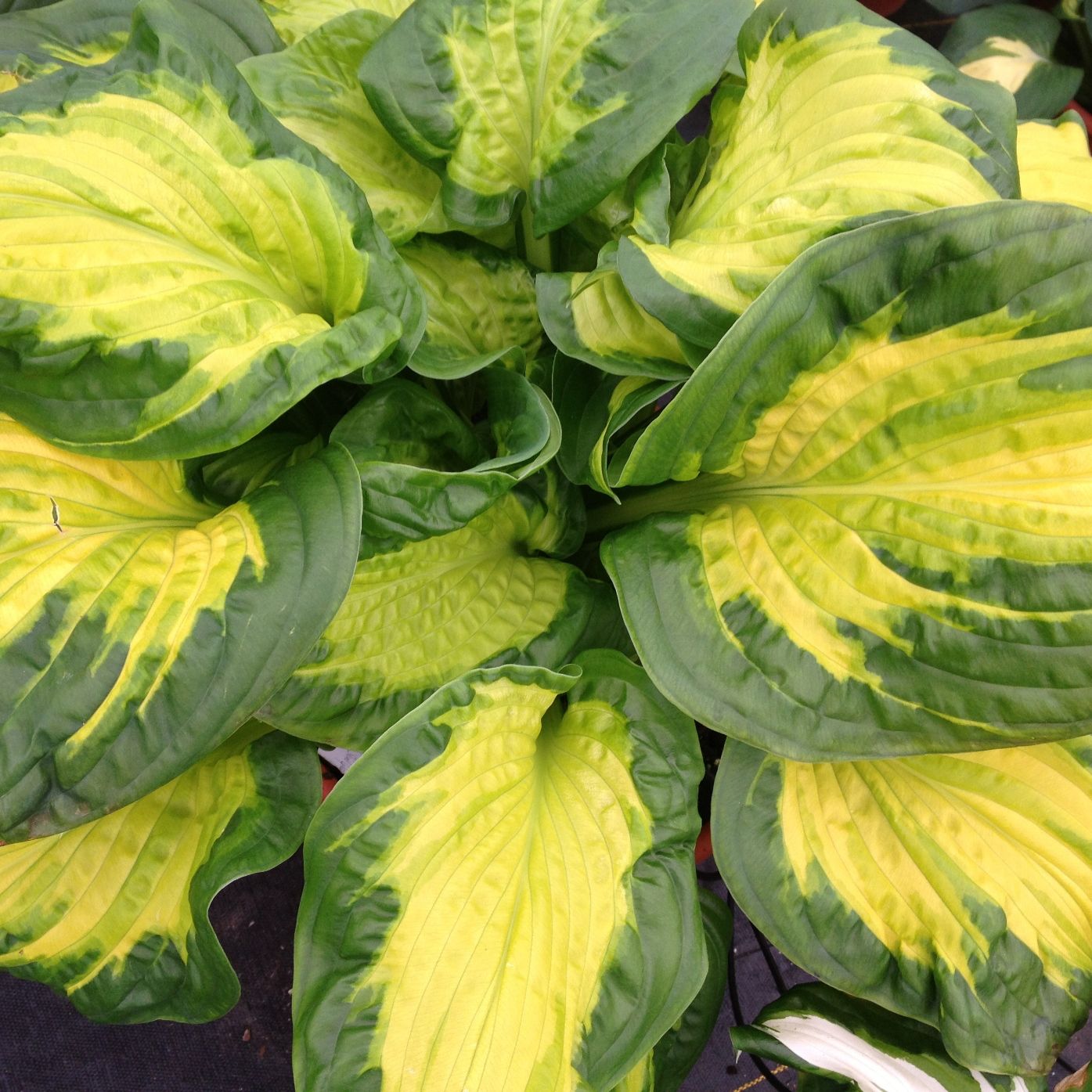 hosta perennial plant Casita Azul