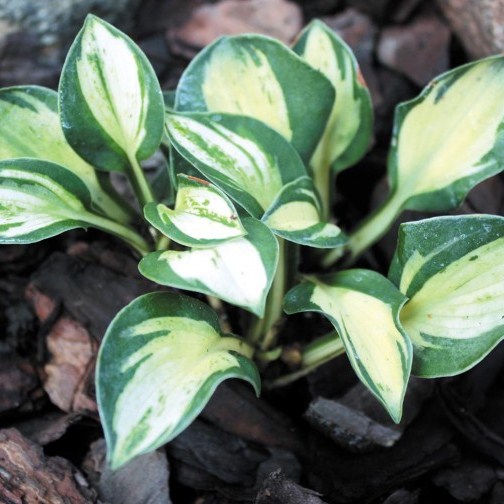 hosta plant nursery perennial American Hosta Society