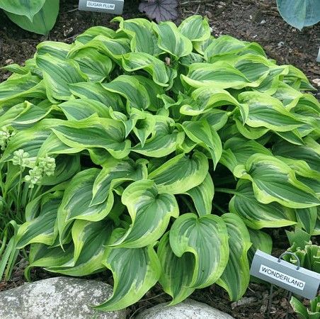 hosta plant nursery perennial American Hosta Society