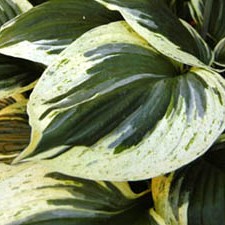 hosta Independence