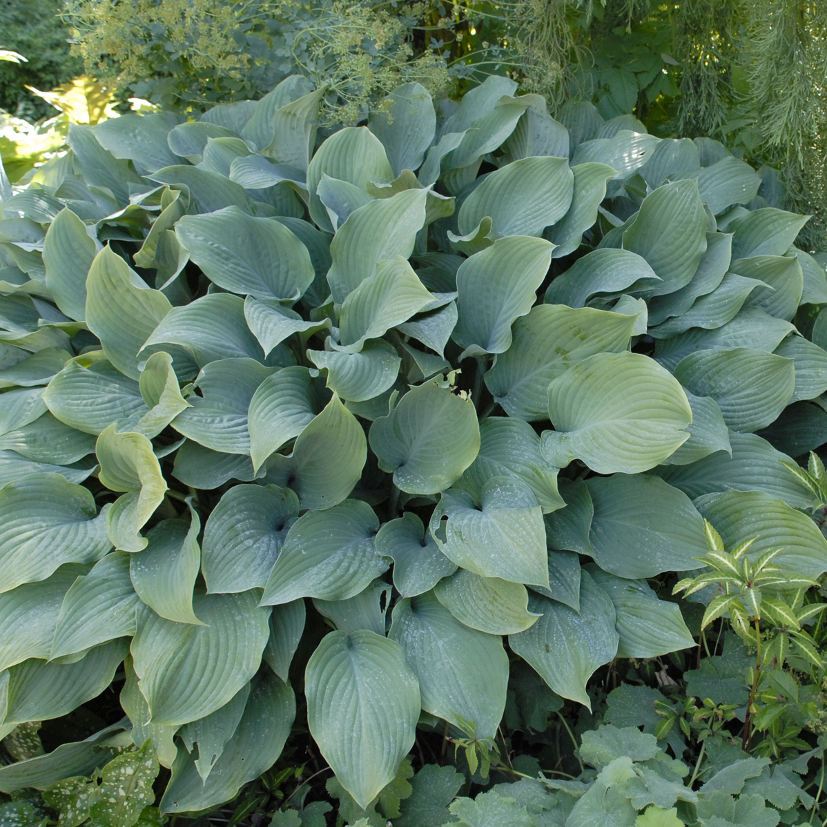 hosta Krossa Regal