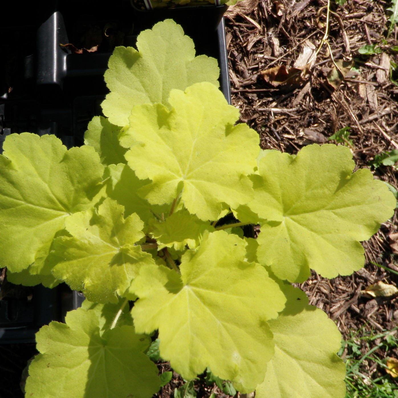 leaf YELLOW / COPPER